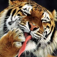 AFN works audio only on obh 4.1 | Blackhole Community